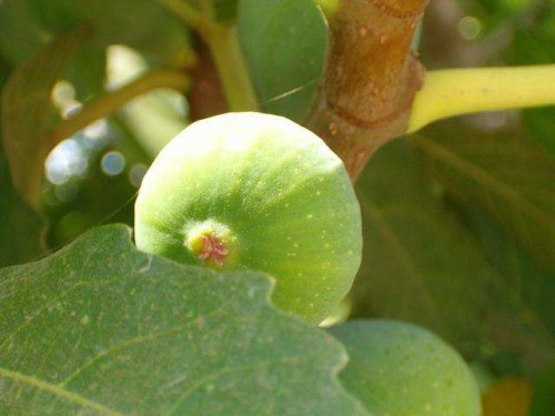 Fig Tree of the Bible – HEAVENLY CORRESPONDENCES