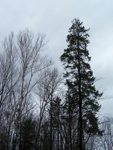 Firs and Spruces – HEAVENLY CORRESPONDENCES