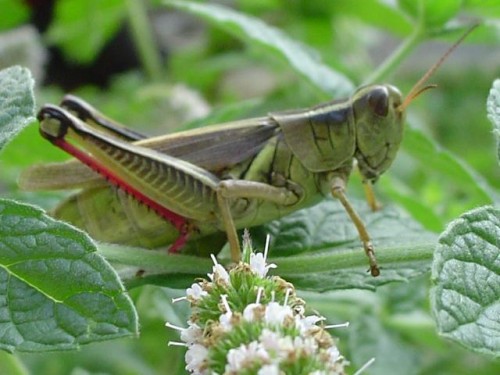 Locusts – HEAVENLY CORRESPONDENCES