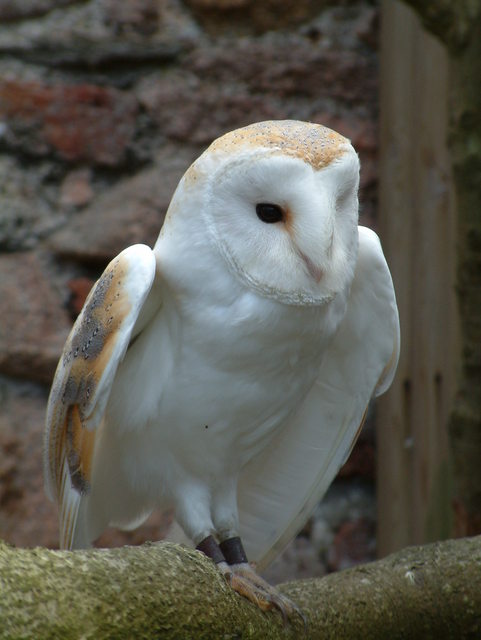 Owl – HEAVENLY CORRESPONDENCES
