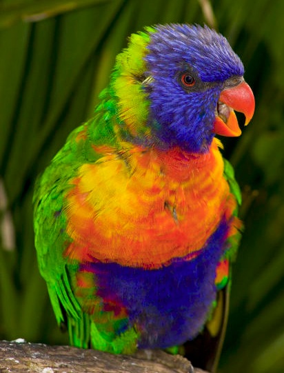 Colors of Animals – HEAVENLY CORRESPONDENCES