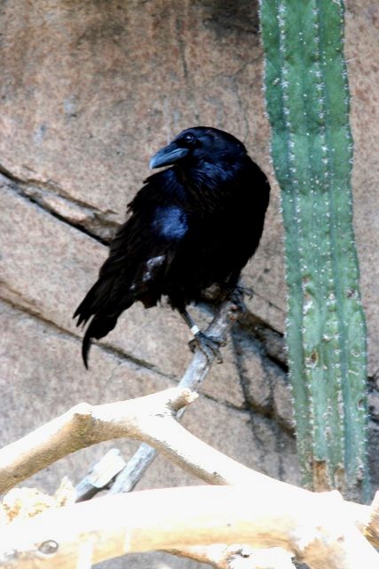 Raven – HEAVENLY CORRESPONDENCES