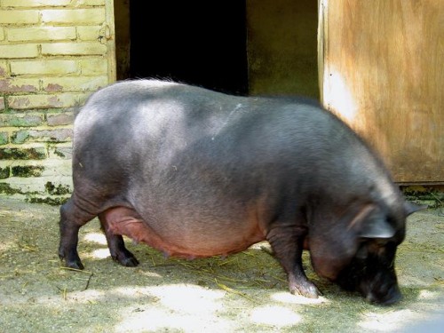 Swine – HEAVENLY CORRESPONDENCES